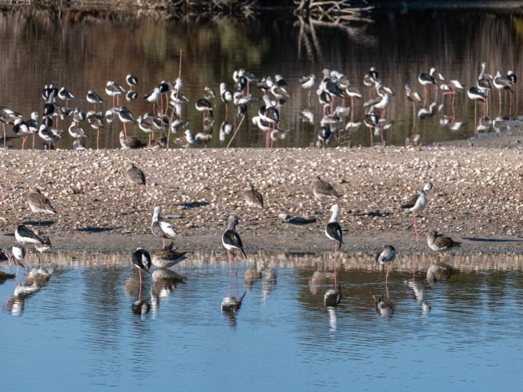 Visiter le parc naturel de l'Albufera Valencia - Tours et culture